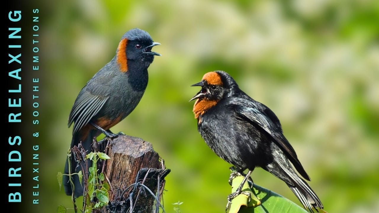 Birds Singing in the Quiet Forest – Sounds to Calm the Soul, Clear Bird ...