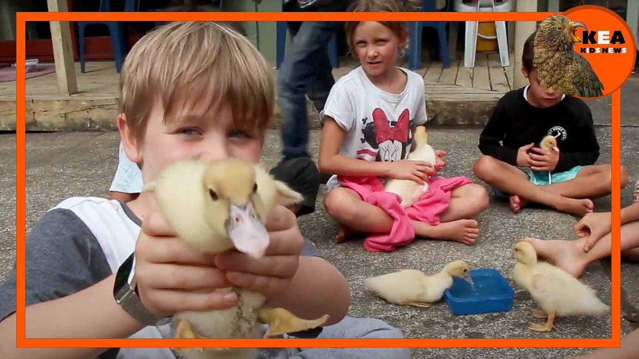 Kea Kids News: Lone Kauri kids know the power of sticking together ...