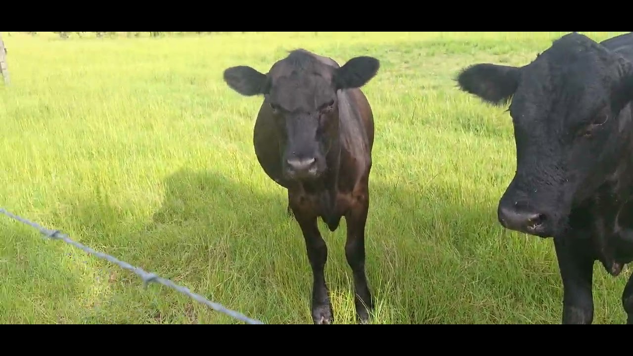 The #1 reason Why Bulls Lose Weight #homestead #ranch #farmandranch ...