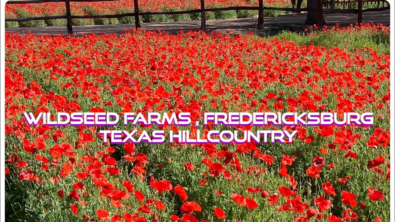 Wildseed Farms, Fredericksburg/ Texas Hill country/April2021/ spring ...