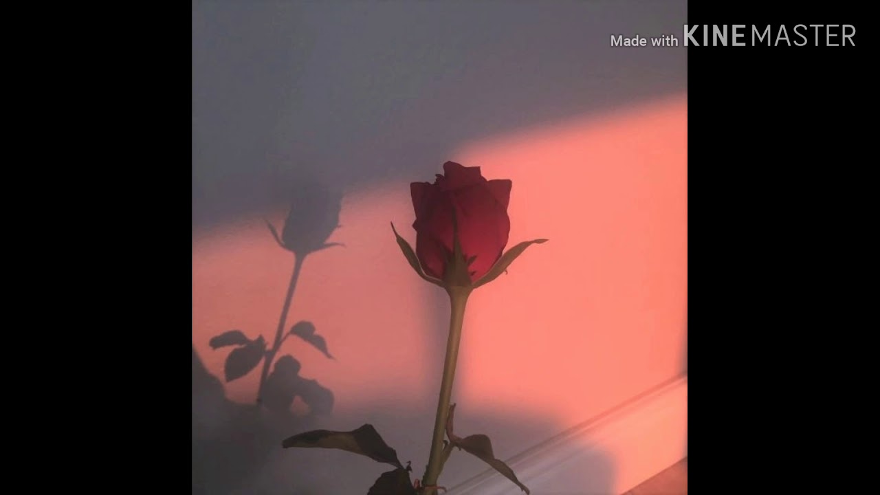 ♥️Lo-fi Music (Roses) #1♥️ - YouTube