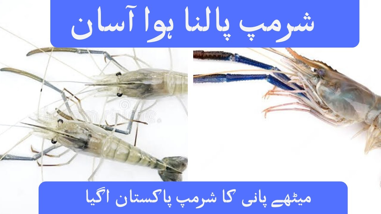 Fresh water Shrimp In Pakistan| Fresh Water shrimp Farming|Prawn| فریش ...