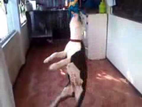 How to train your puppy/dog to hang on a rope - YouTube