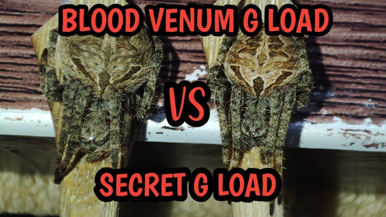 BLOOD VENUM G LOAD VS SECRET G LOAD.GAME - YouTube