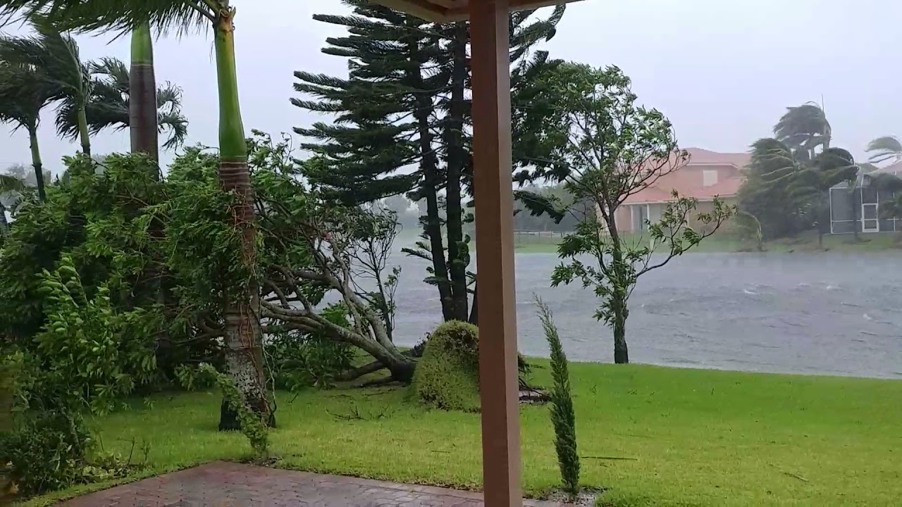 Hurricane Irma 2017 (Boca Raton, FL) Down the goes mango tree! - YouTube