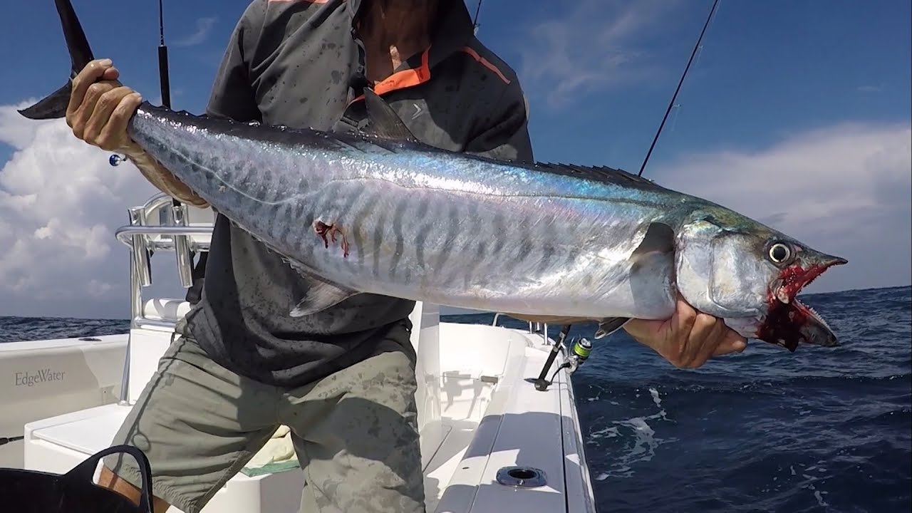 Jigging Spanish Mackerel Double Hookup - YouTube