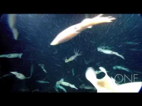 An Impressive Predator: The Humboldt Squid - YouTube