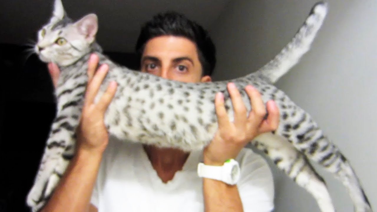 HUGE KITTY - YouTube