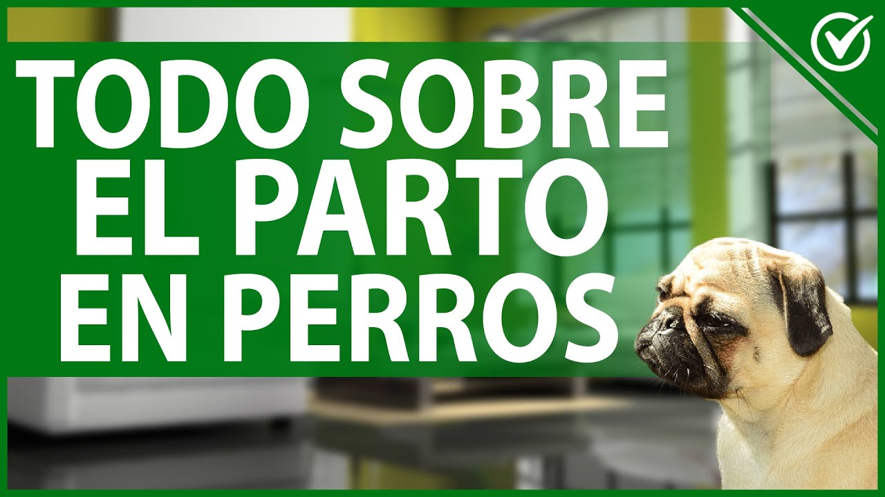 🐶 ¿Cuánto Dura el Parto de una Perra? - Todo Sobre el Parto de los ...
