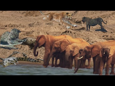 Wild Animals ll Wildlife ll Wildlife Animals videos ll - YouTube