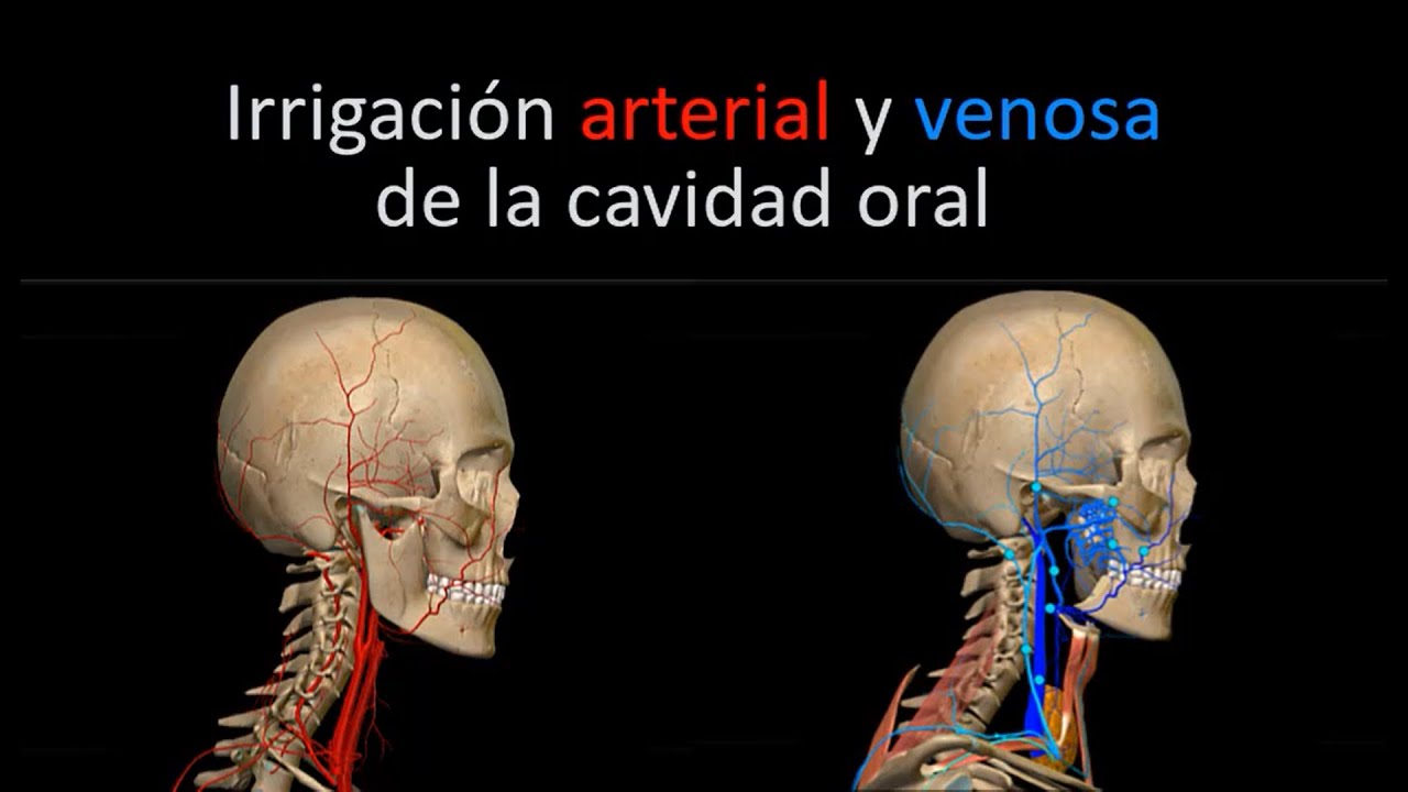 Irrigación arterial y venosa de la cavidad oral - YouTube