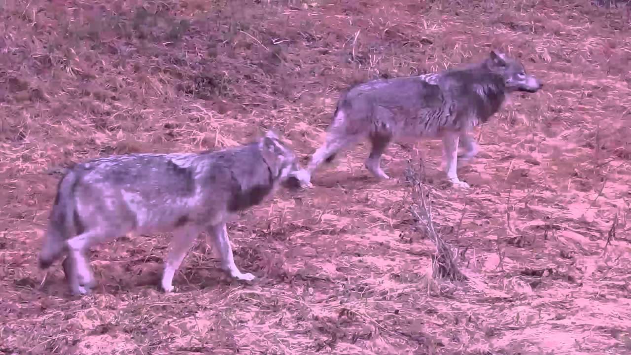 Once in a lifetime encounter with Wolves on April 23, 2016 in Banff ...