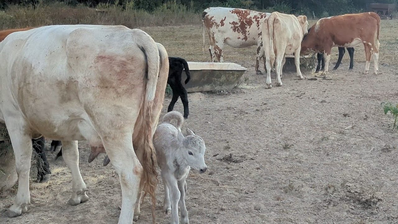 10/10/25 born yesterday - Ash the grey heifer #cow - YouTube