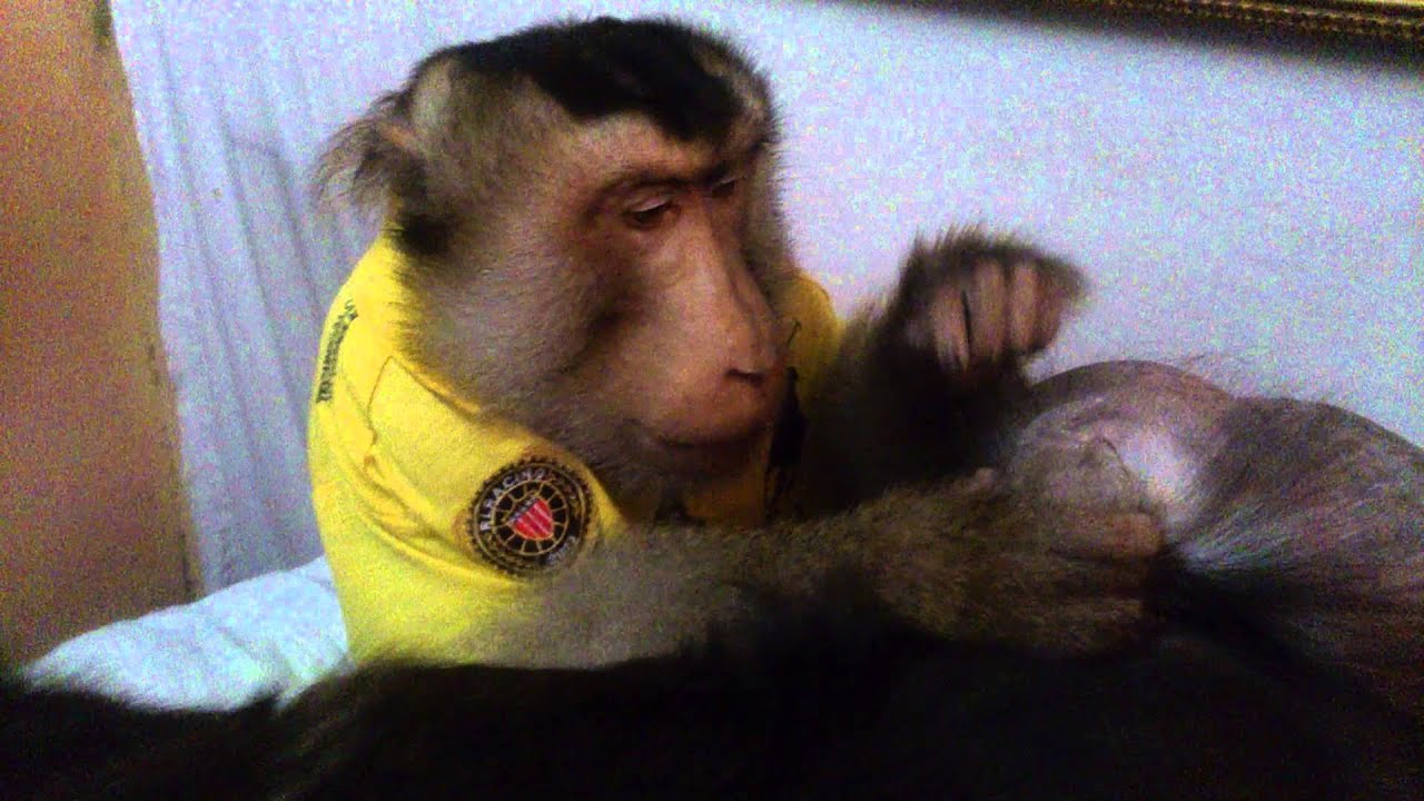 Monkey Jk pamper shaki - YouTube