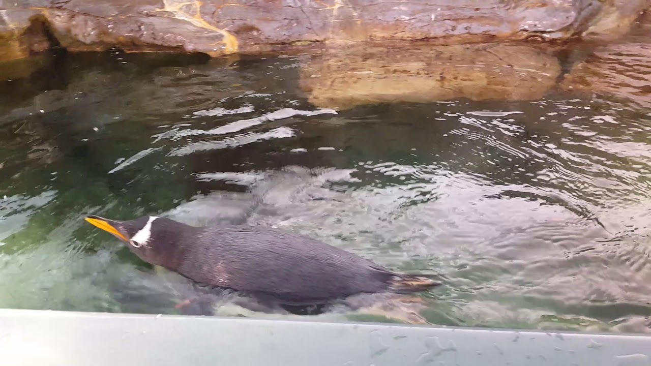 St. Louis Zoo Penguins - Part 2 - YouTube