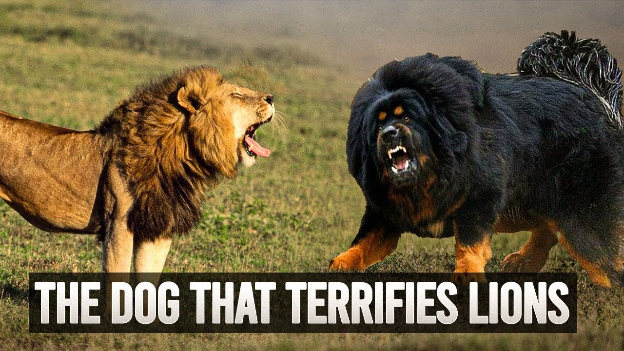 Tibetan Mastiff: The Fierce Lion Dog of the Himalayas - YouTube