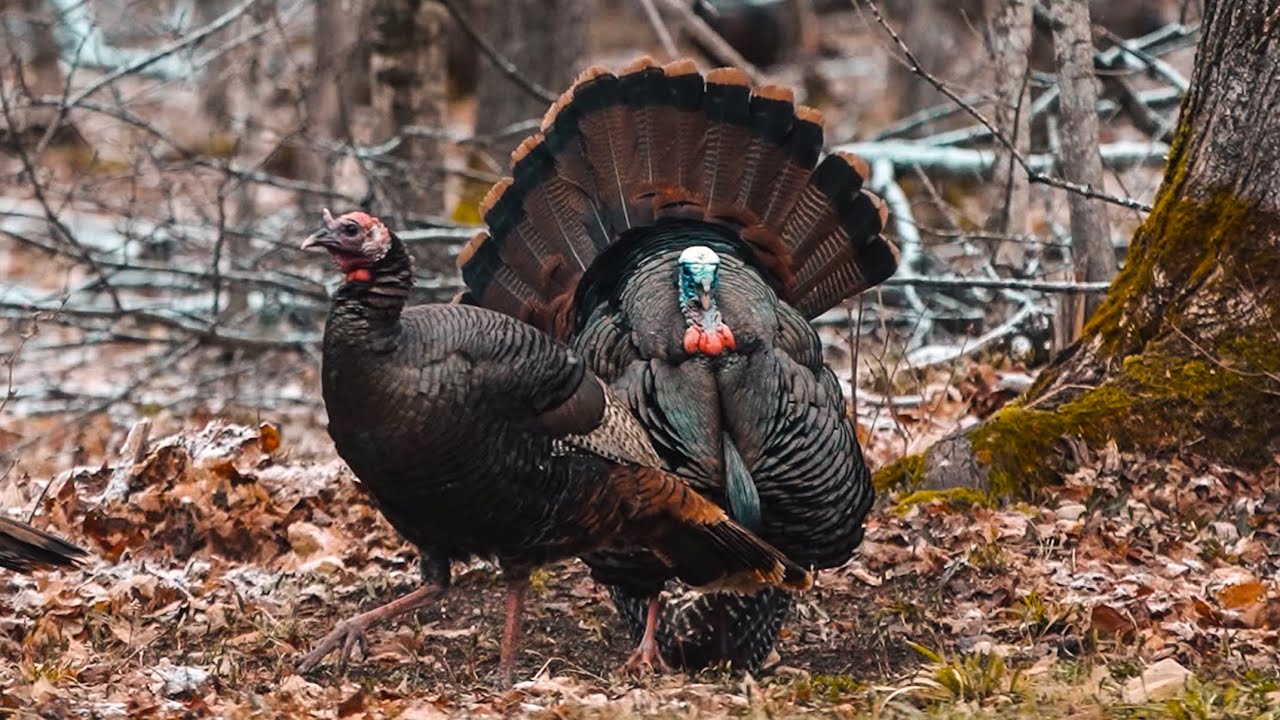 STRUTTED UP! Ontario Turkey Opener - YouTube