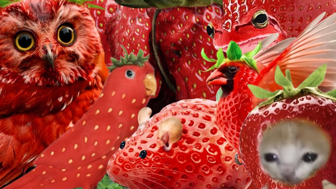 Animals That Look Like A Strawberry