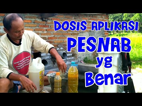 Dosis aplikasi pesnab yang benar - YouTube