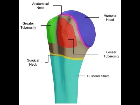 Anatomy of the Surgical Neck of the Humerus and Anatomical Neck of the ...