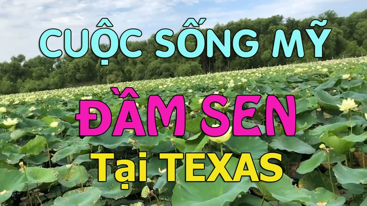 Đầm sen ở Texas - Lotus lake in Texas( Quê Hương Và Viễn Xứ ) - YouTube