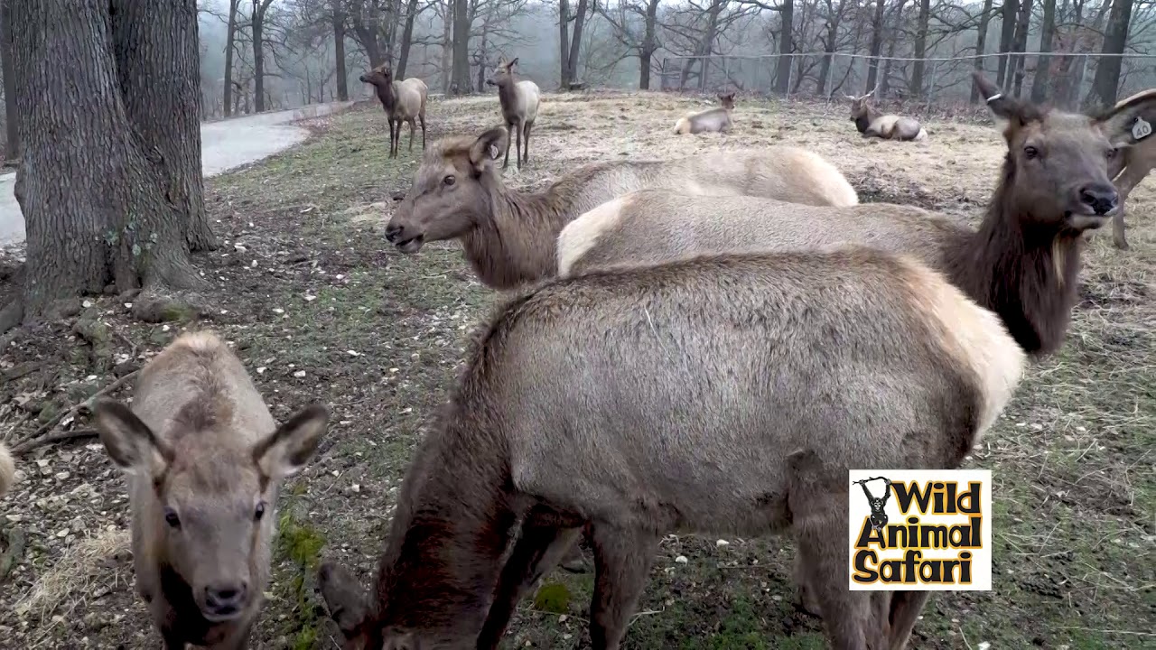 Wild Animal Wednesday: Elk - YouTube