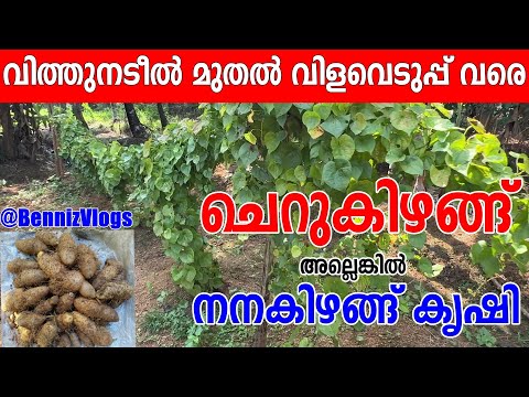 #186 - Cherukizhangu / Nanakizhangu Farming in Kerala | Village Life | ചെറുകിഴങ്ങ് / നനകിഴങ്ങ് കൃഷി
