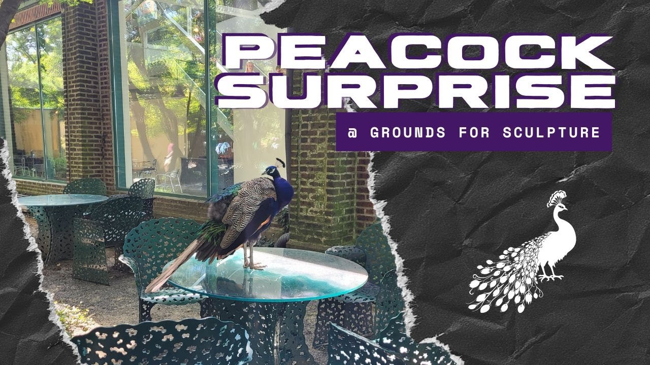 🤫🦚The Peacock Whisperer: My Comical Experience at Grounds for Sculpture ...