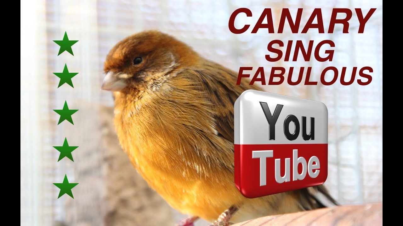 CANARY SINGING FABULOUS - YouTube