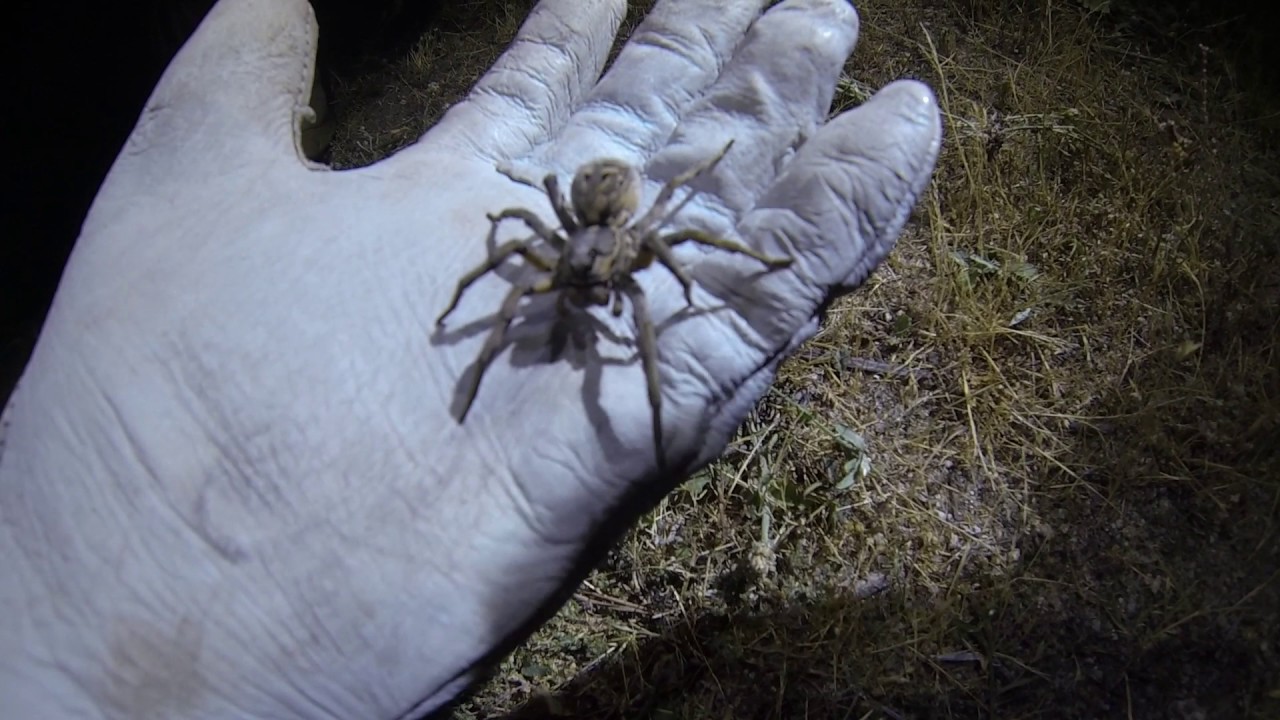 LA NATURALEZA Y CHIKY (Tarántula Lobo o Lycosa) - YouTube