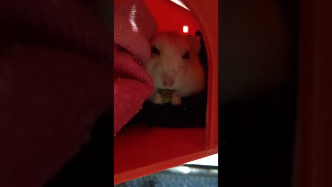 Meu hamster Luffy comendo - YouTube