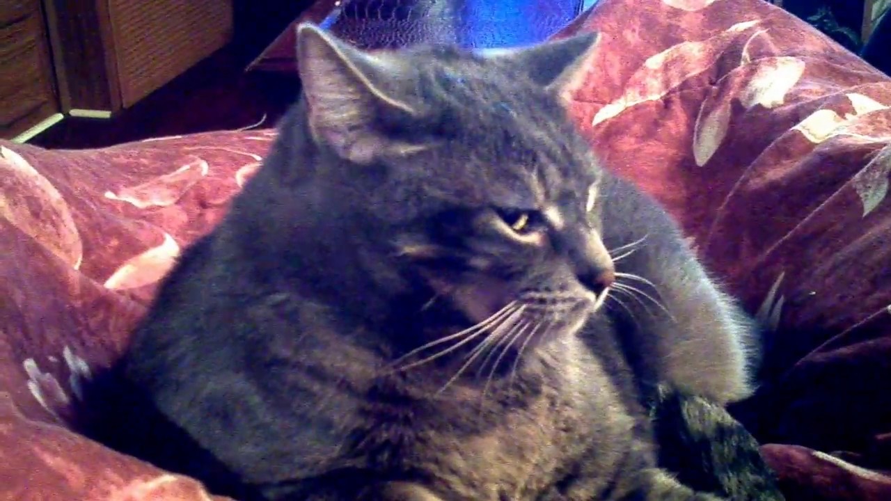 Solen: lazy cat gets water dumped on head - YouTube