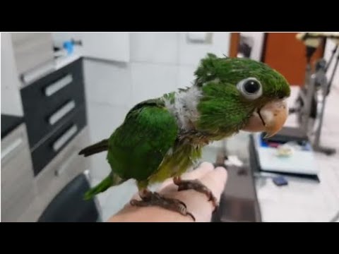 Filhote de Maritaca resgatado, terceiro dia de desenvolvimento ela esta ...