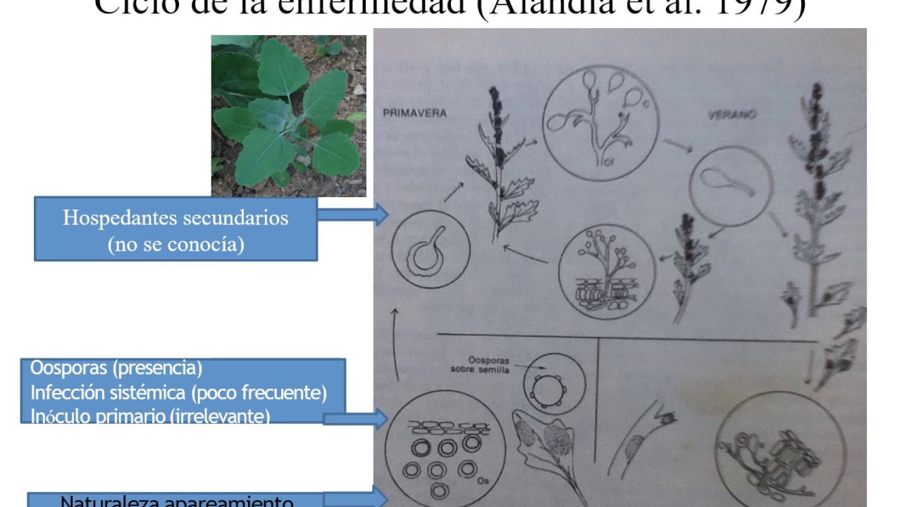 Detección en semillas, filogenia y grupos de apareamiento de ...
