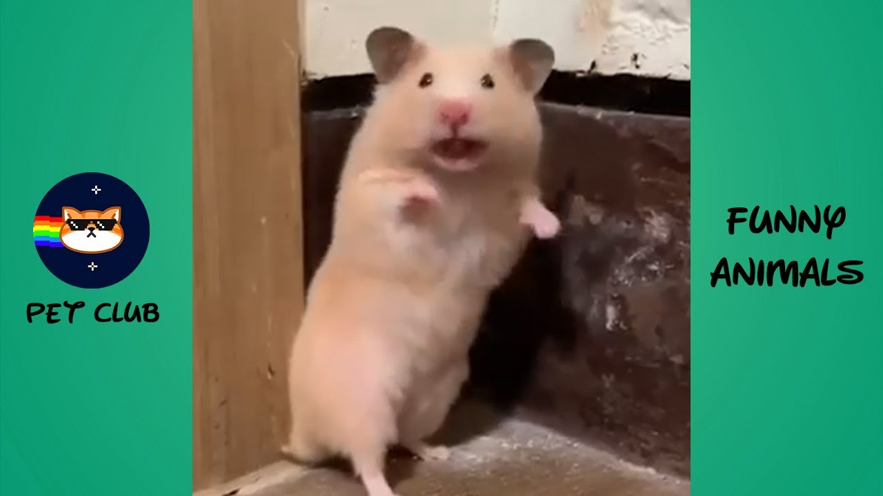 Top 5 Hamsters - YouTube