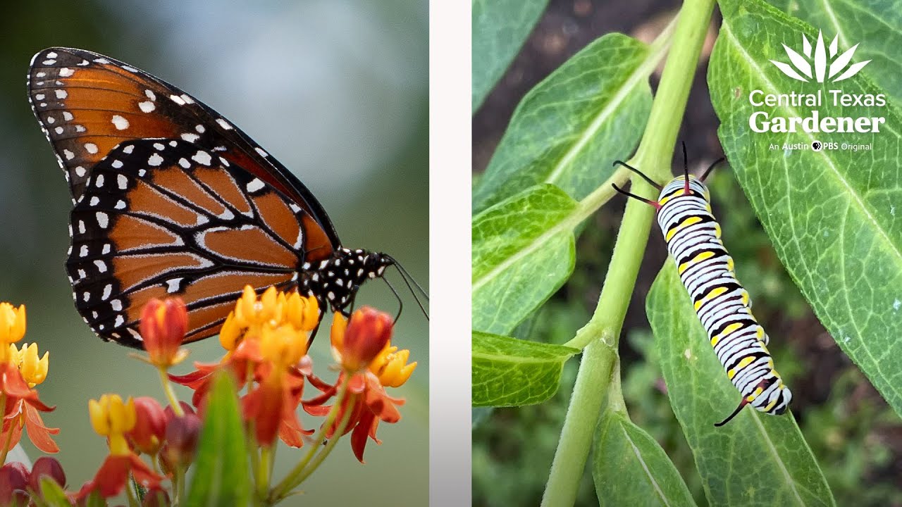 Queen OR Monarch Butterfly & Caterpillar? - YouTube