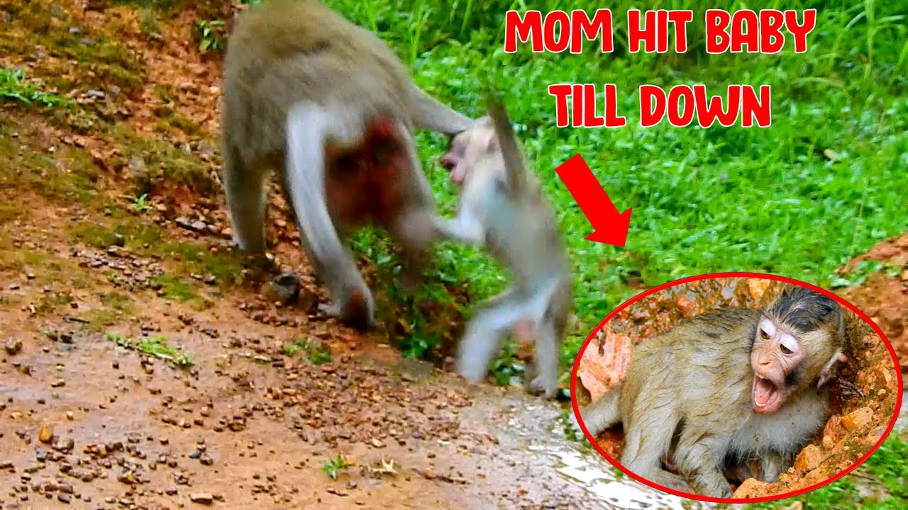 Heart Break! Mom hit baby monkey until fall down, Mom Hard torturing ...