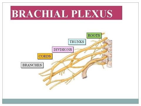 Formation of the roots and trunks of the brachial plexus - YouTube