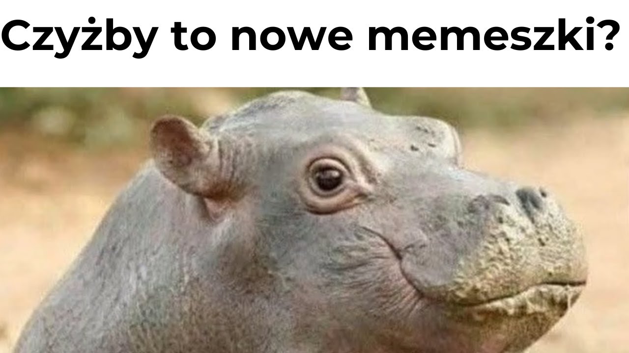 Dzienna Dawka MEMÓW 🤣 |14| Polskie memy 2023 | Memy po Polsku | - YouTube