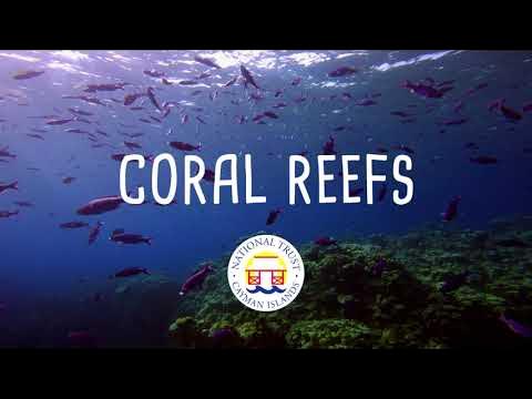 Coral Reefs Educational Video KS2 - YouTube
