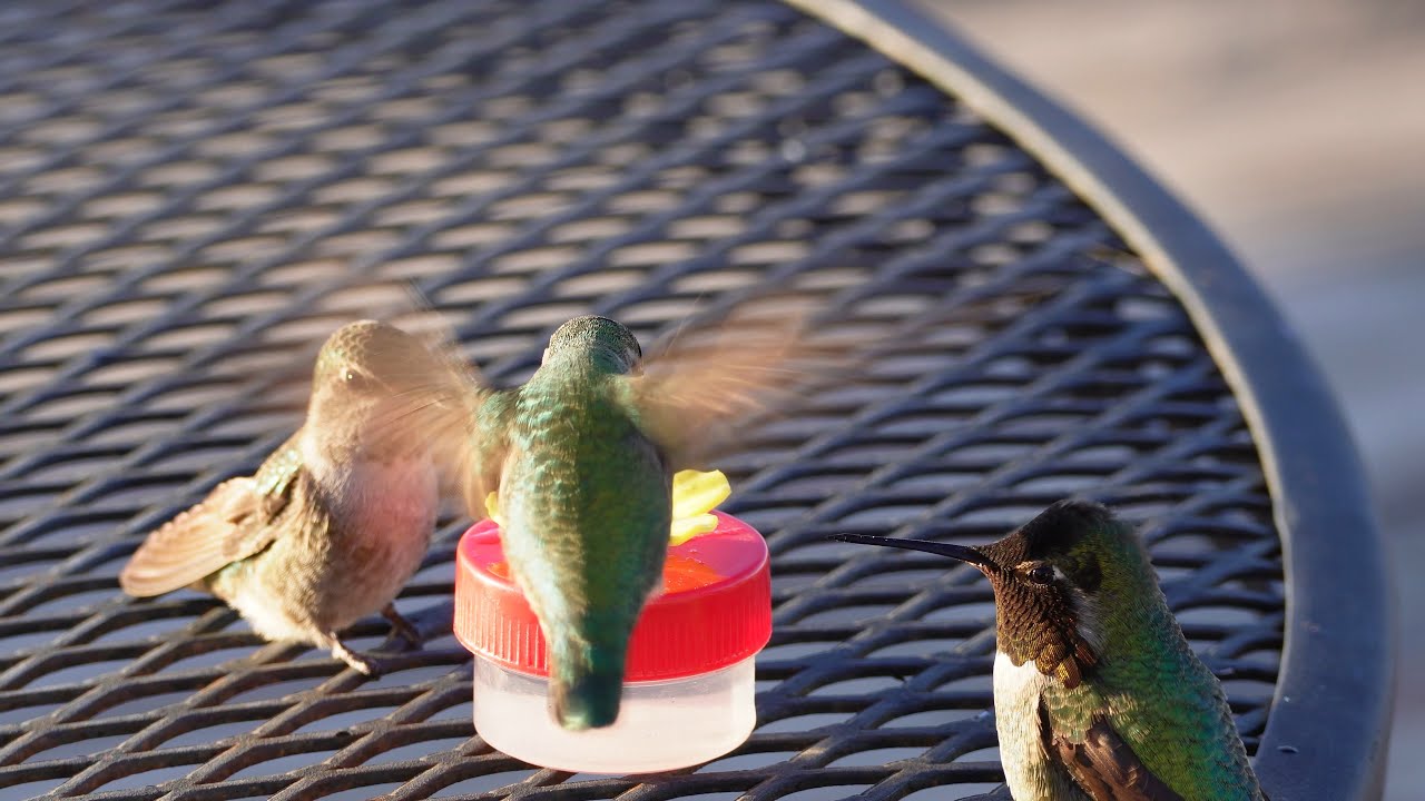 Amazing Hummingbirds Zoomed Up-Close - YouTube