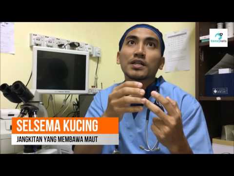 HONEY VETS: SELSEMA KUCING BOLEH MEMBAWA MAUT - Cegah awal