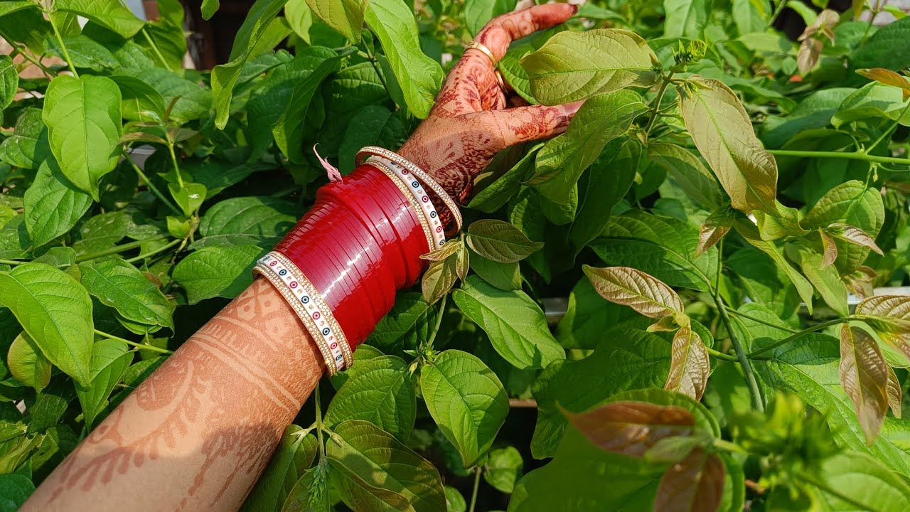 Madhumalati/ Rangoon creeper #madhumalati #rangooncreeper #climber # ...