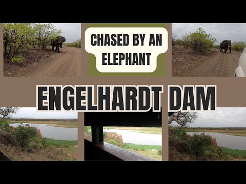 Engelhard Dam - the perfect place for exceptional game encounters - YouTube