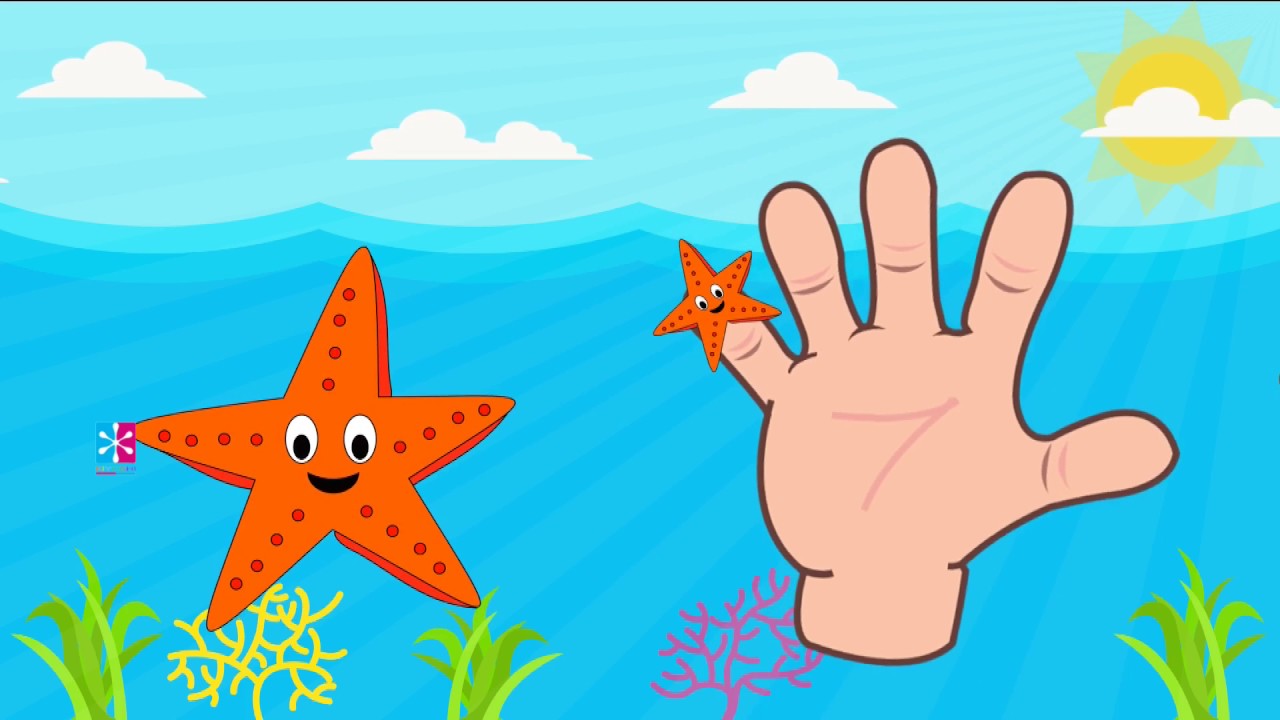 Starfish Finger Family Song | TV Nursery Rhymes For Children - YouTube