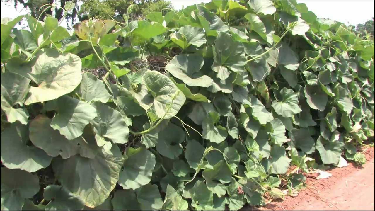 Cucuzza Squash Harvest - August 2011 - YouTube