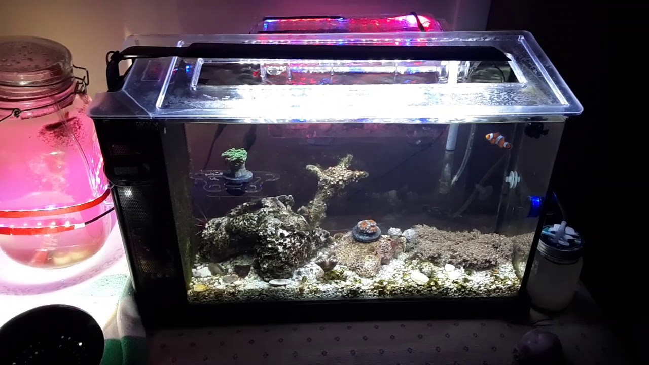 Nano reefs - YouTube