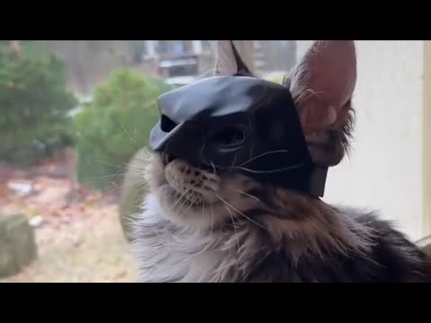 Funny Ahh Cats Videos Compilation! - YouTube