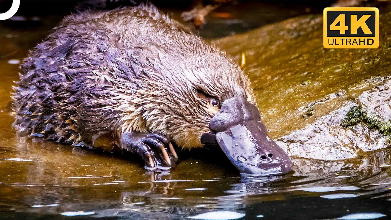 THE STRANGE WILDLIFE OF AUSTRALIA | Wildlife Documentary | 4K Animal ...