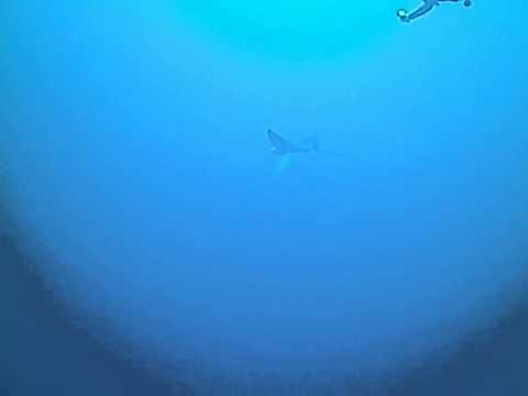 Manta ray in Roatan Honduras - YouTube
